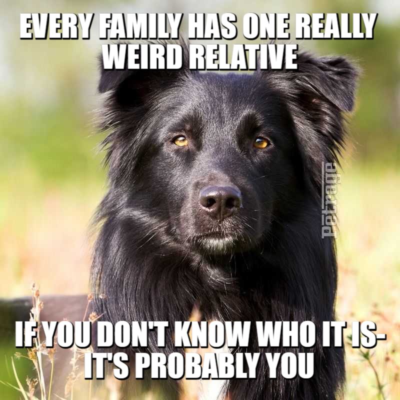 Weird Relative Meme - PETRAGE
