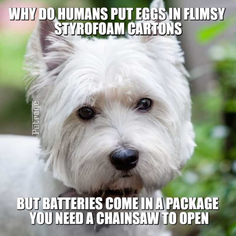 Funny - Sarcastic - Shocking Dog Memes