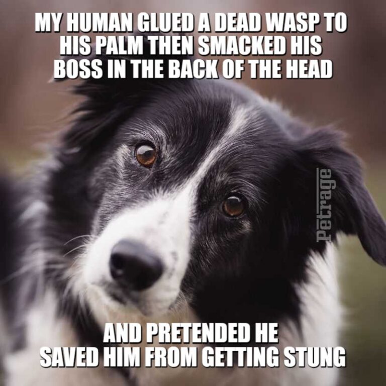 Funny - Sarcastic - Shocking Dog Memes