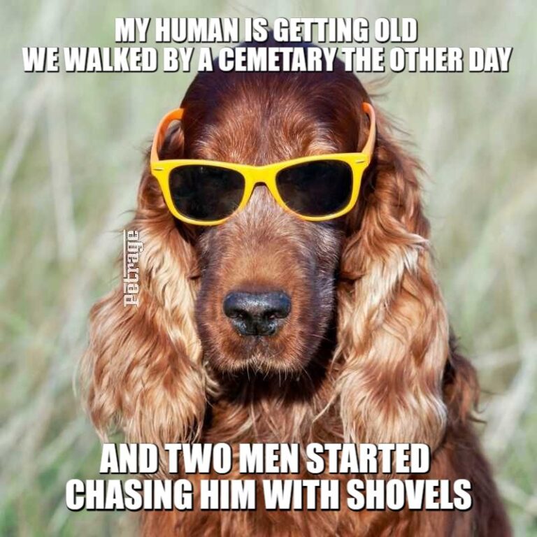 Sarcastic Boxer Dog Constipation Meme