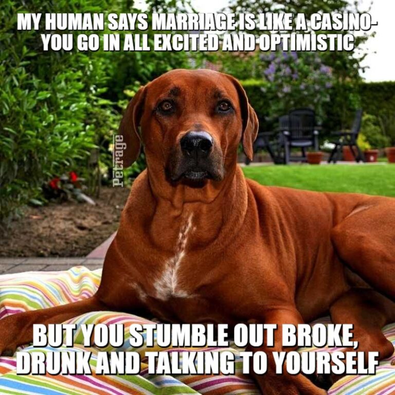 13 Interesting Facts about Rhodesian Ridgebacks