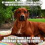 13 Interesting Facts about Rhodesian Ridgebacks
