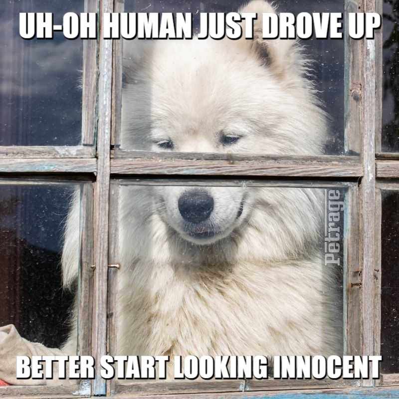 13 Interesting Facts about Samoyeds