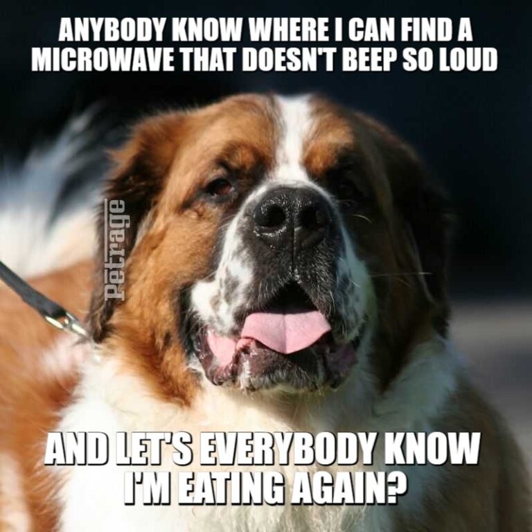 Funny - Sarcastic - Shocking Dog Memes