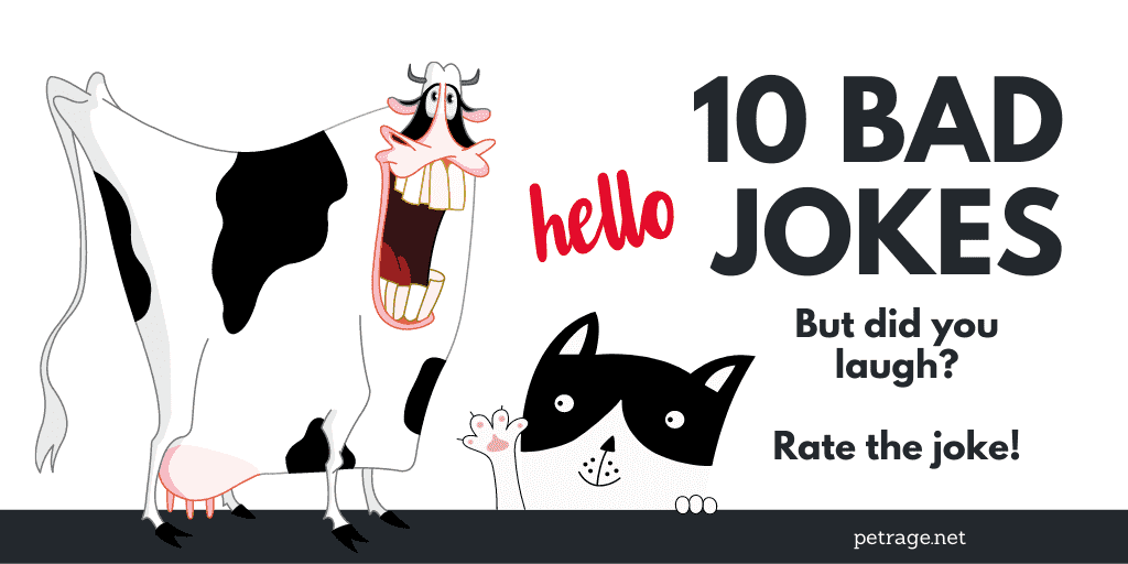 Are they Funny-Rate these 10 Jokes! - PETRAGE
