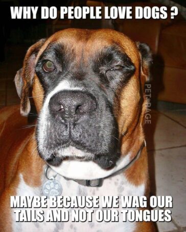 Winking Boxer Dog Meme - PETRAGE