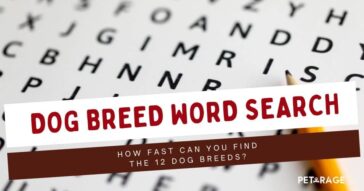 Classic Word Search Puzzle - Find the 12 Dog Breeds - PETRAGE
