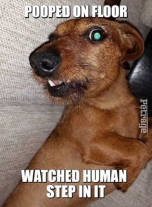 Shocking Dog Poop Meme ???-PETRAGE