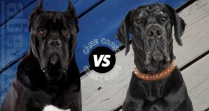 Great Dane vs Cane Corso Showdown