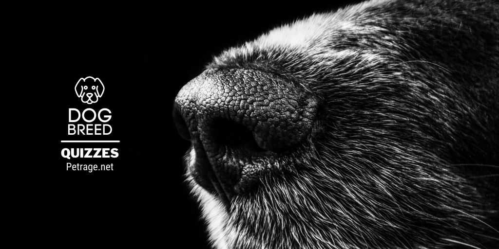 Dog Breed Identification Quizzes