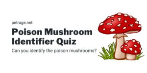 Poison Mushroom Identifier Quiz - PETRAGE