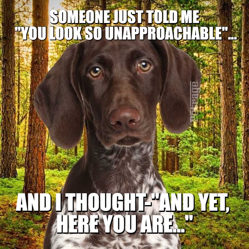 GSP Unapproachable Meme - PETRAGE