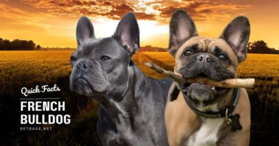 13 Interesting Facts About French Bulldogs