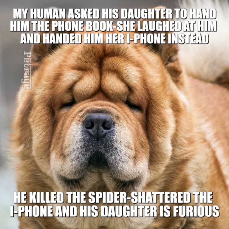 13 Interesting Facts About Chow Chows