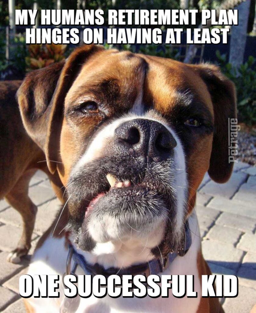 Sparks the Sarcastic Boxer Dog Meme on Relationships ?- PETRAGE