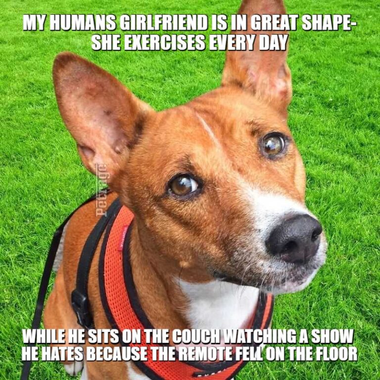 15 Interesting Facts about Basenjis