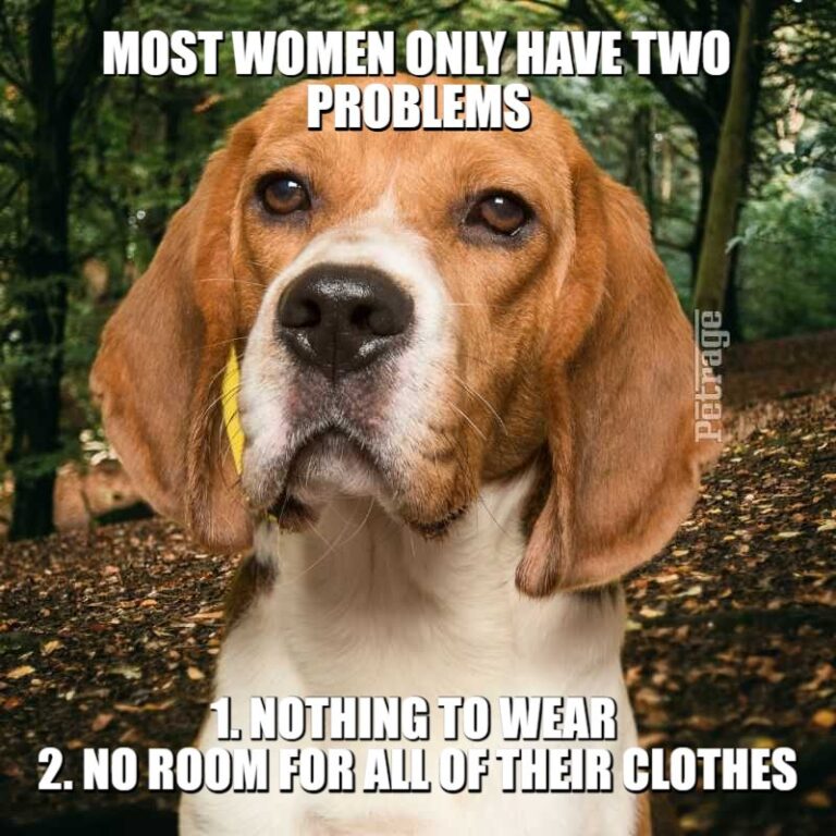 Beagle Dog Name Generator - PETRAGE