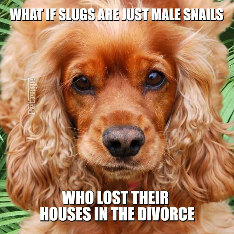 Cocker Spaniel Snail Meme - PETRAGE