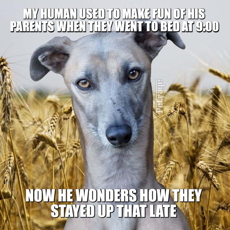 The Sarcastic Boxer Dog Rips My Girlfriend Meme - PETRAGE