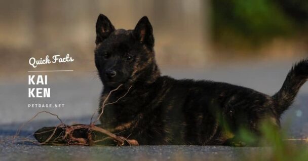 12 Interesting Facts About the Kai Ken Dog Breed
