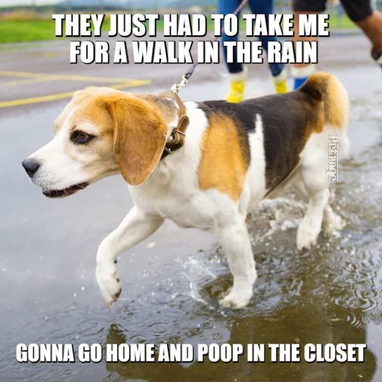 Dachshund Belly Scratch Meme