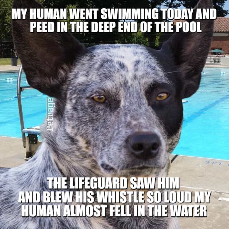 8 Great Dog Breeds from Australia