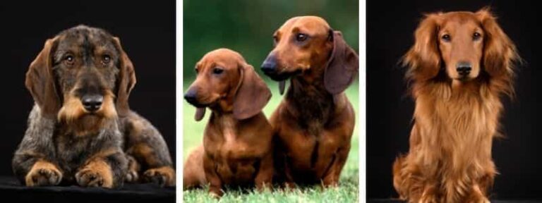 13 Interesting Facts About the Dachshund Dog Breed