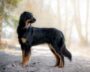 11 Great Dog Breeds from Germany