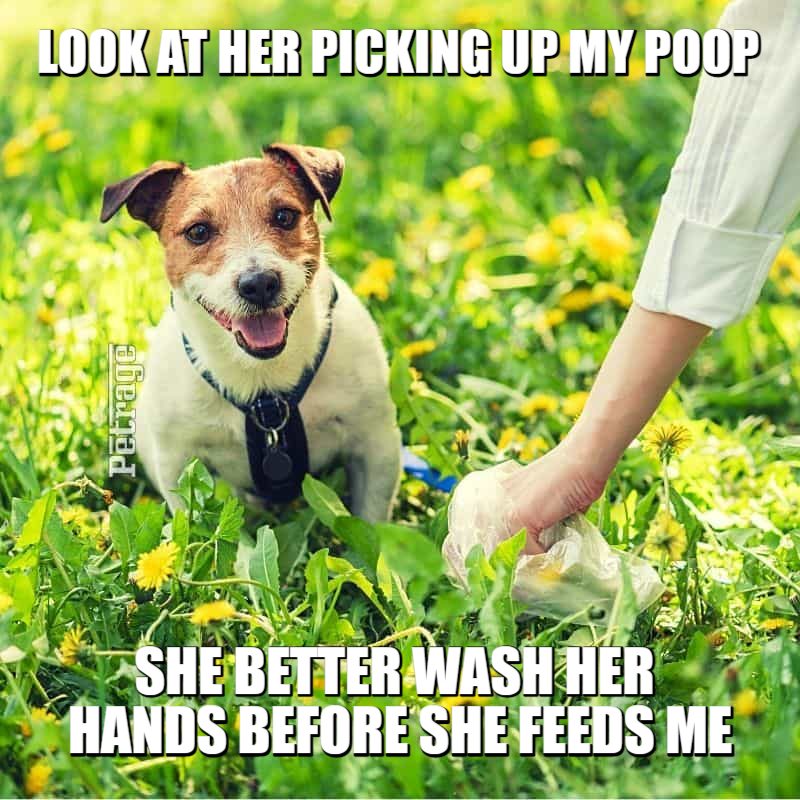 Funny - Sarcastic - Shocking Dog Memes