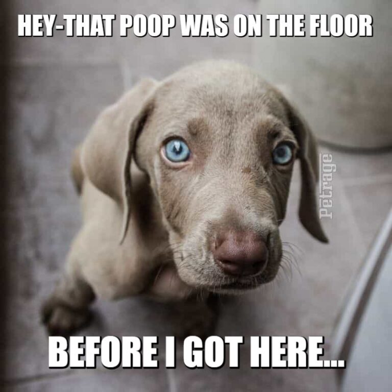 Weimaraner Puppy Poop Meme - PETRAGE