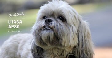 14 Interesting Facts About the Lhasa Apso Dog Breed