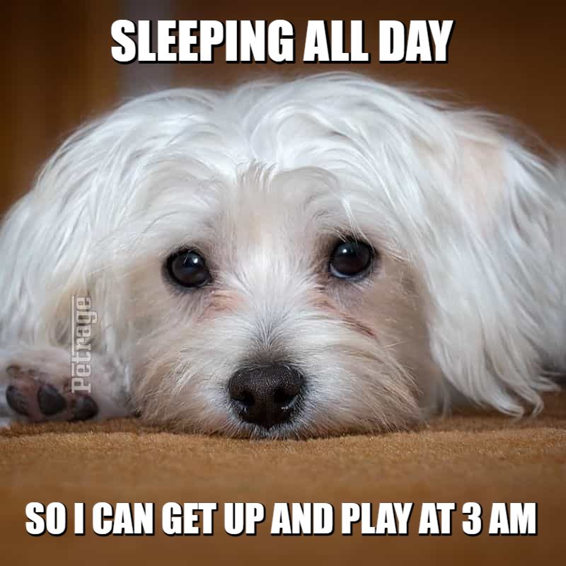 Maltese Sleeping Meme - PETRAGE