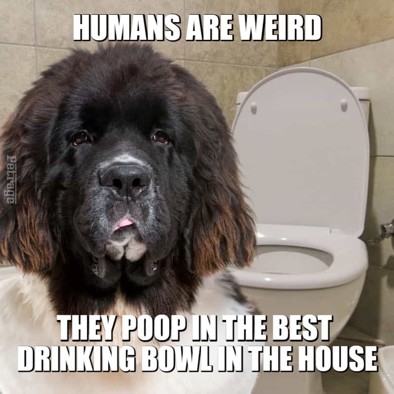 Newfoundland Drinking Bowl Meme - PETRAGE