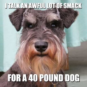 Funny - Sarcastic - Shocking Dog Memes