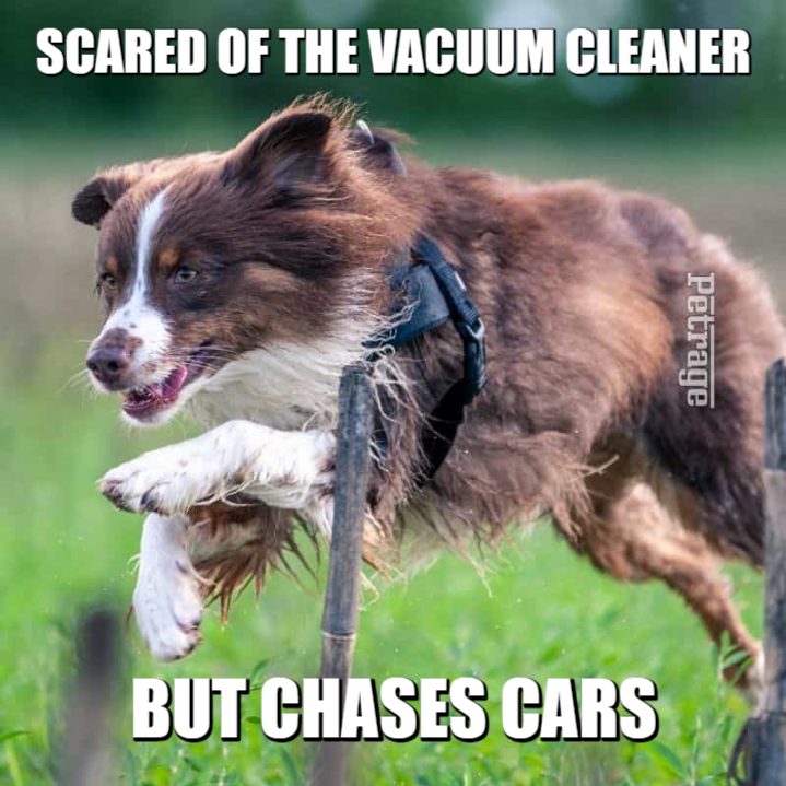 Aussie Chasing Cars Meme - PETRAGE