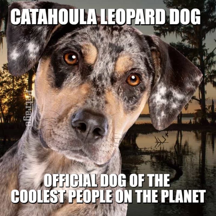 13 Facts About the Catahoula Leopard Dog