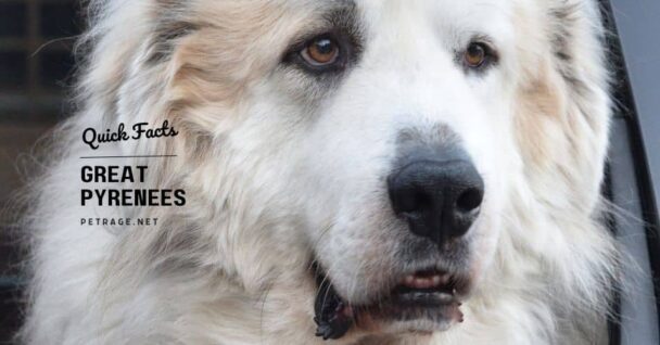 14 Interesting Facts About the Great Pyrenees
