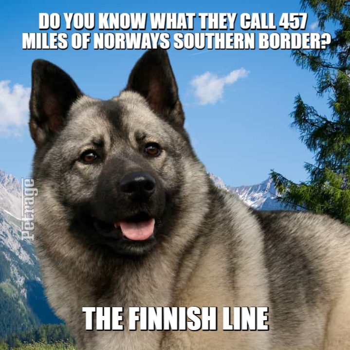 Norwegian Elkhound Norway Meme - PETRAGE