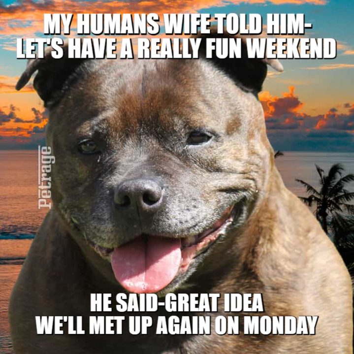 14 Interesting Facts about Staffordshire Bull Terriers