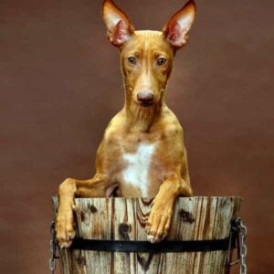 14 Great Dog Breeds from Italy