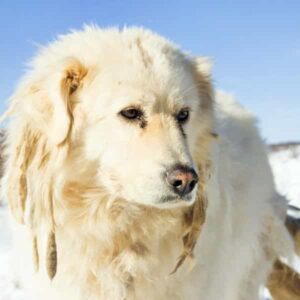 14 Great Dog Breeds from Italy