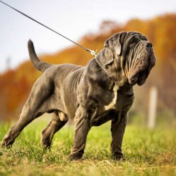 14 Great Dog Breeds from Italy