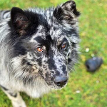 14 Great Dog Breeds from Italy