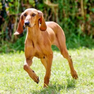 14 Great Dog Breeds from Italy