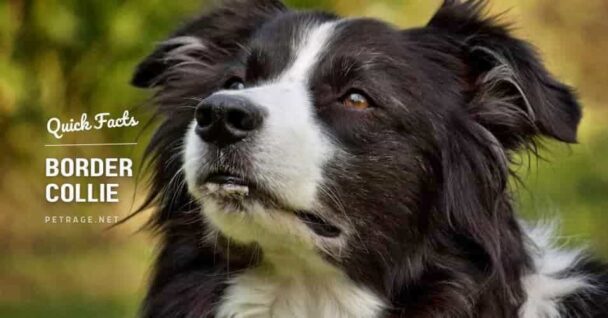 14 Interesting Facts About Border Collies