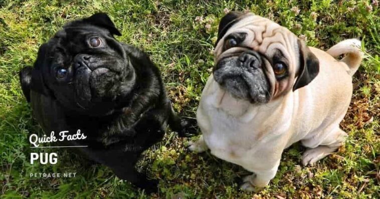 13 Interesting Facts About Pugs