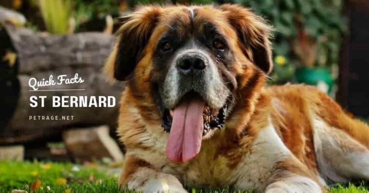 12 Interesting Facts About Saint Bernards