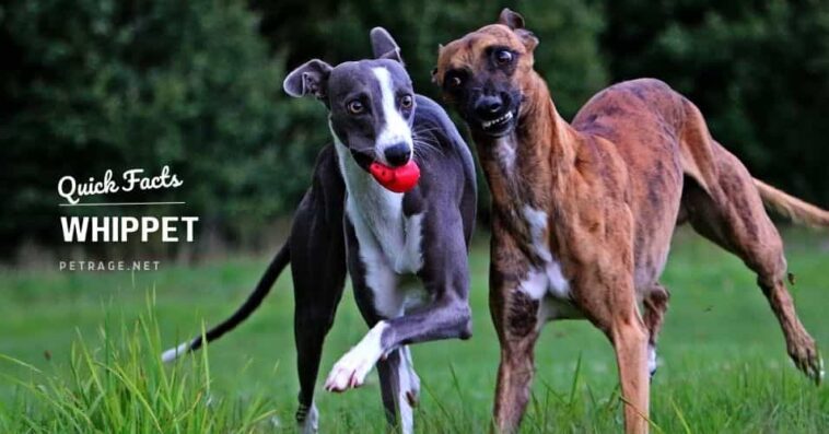 14 Interesting Facts About Boxer Dogs