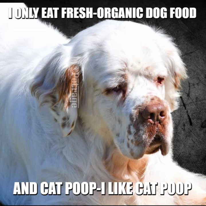 Funny - Sarcastic - Shocking Dog Memes