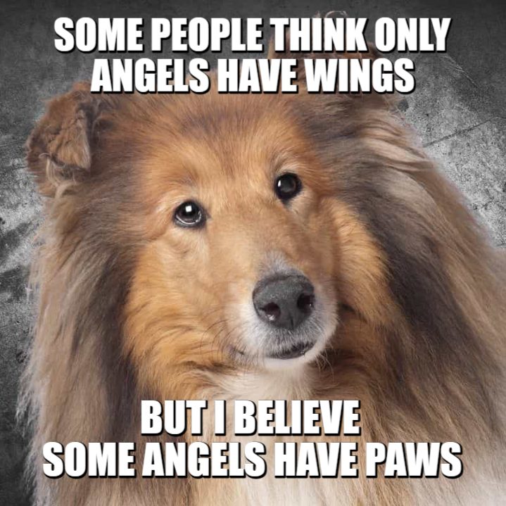 Rough Collie Angel Meme - PETRAGE